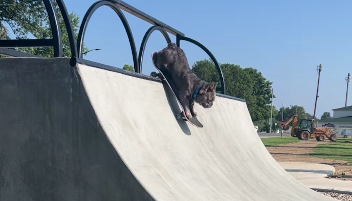 Watch: 'Rampage' the Skateboarding Dog Pulls a (Proper) Rock to Fakie ...