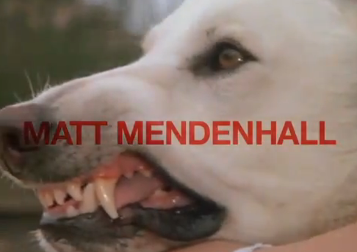 World Welcomes Matt Mendenhall + Video - TransWorld SKATEboarding Magazine