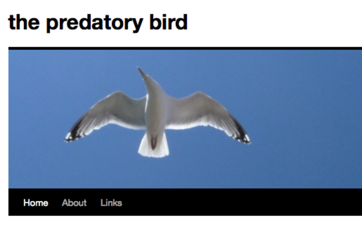 John Rattray's Predatory Bird Blog - TransWorld SKATEboarding Magazine