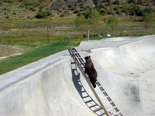 Bears Skate Too - Skateboarding